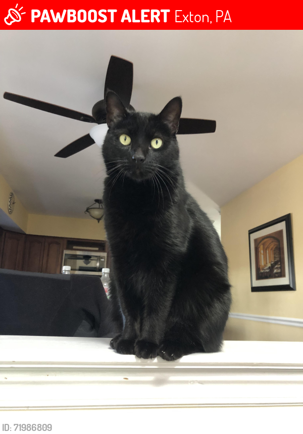 Exton, PA Lost Male Cat, Loki Is Missing | PawBoost