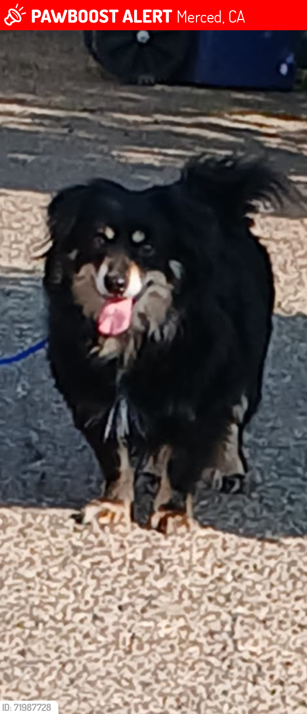 Merced, CA Lost Male Dog, Mr. Penguins Is Missing | PawBoost