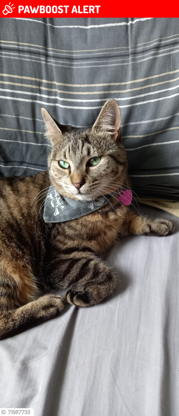Greater London, England Lost Female Cat, Mich Is Missing | PawBoost
