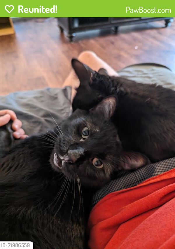 Reunited Male Cat in Hopkins, MN 55343 (ID: 71986559) | PawBoost