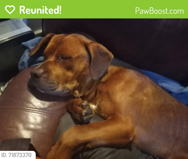 Reunited Male Dog in Akron, OH 44310 (ID: 71873370) | PawBoost