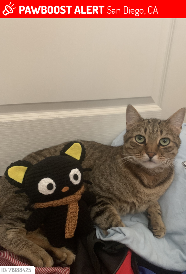 San Diego, CA Lost Male Cat, Kagi Is Missing | PawBoost