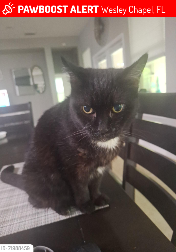 Deceased Female Cat in Wesley Chapel, FL 33543 (ID: 71988459) | PawBoost
