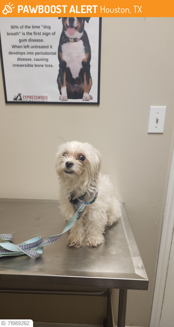 Houston, TX Stray Female Dog Found Near Mighty Oak | PawBoost