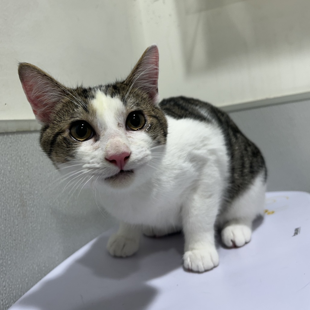 Shelter Removed Male Cat in Tampa, FL 33607 (ID: 71990958) | PawBoost
