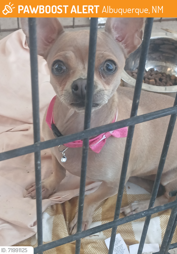 Albuquerque, NM Stray Female Dog Found Near Central Ave & Moon st ...