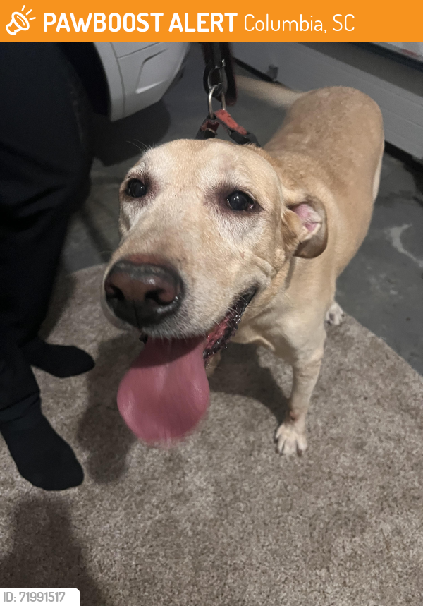 Columbia, SC Stray Male Dog Found Near Oak Brook Drive | PawBoost