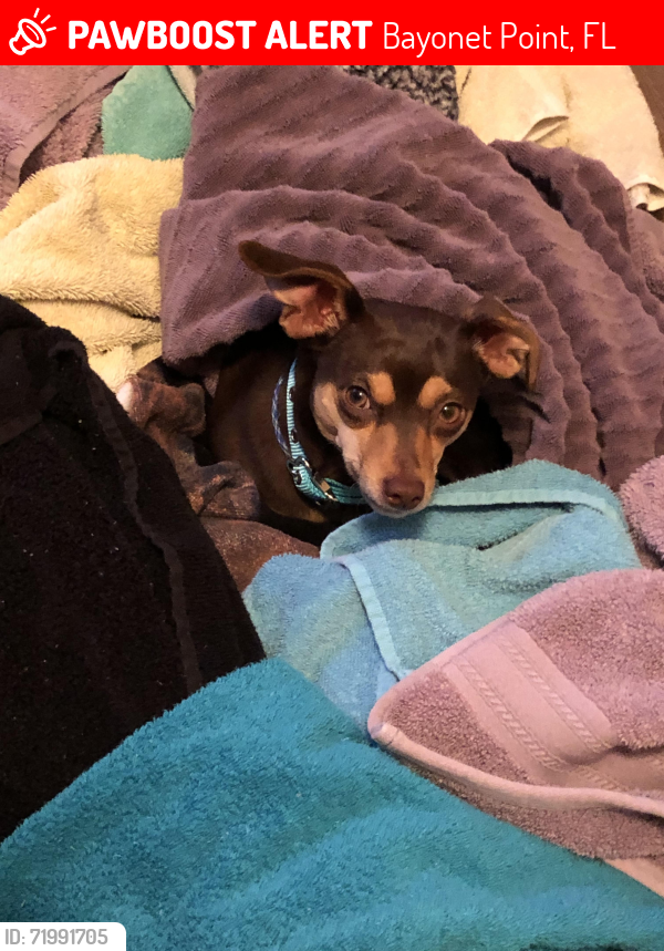 Bayonet Point, FL Lost Male Dog, Zeek Is Missing | PawBoost