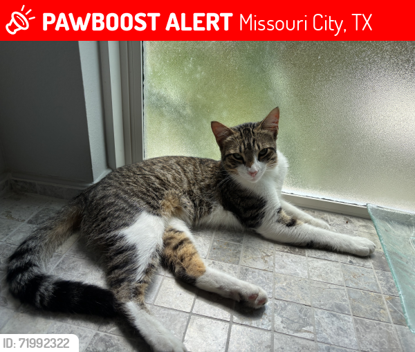Missouri City, TX Lost Male Cat, Toby Is Missing | PawBoost