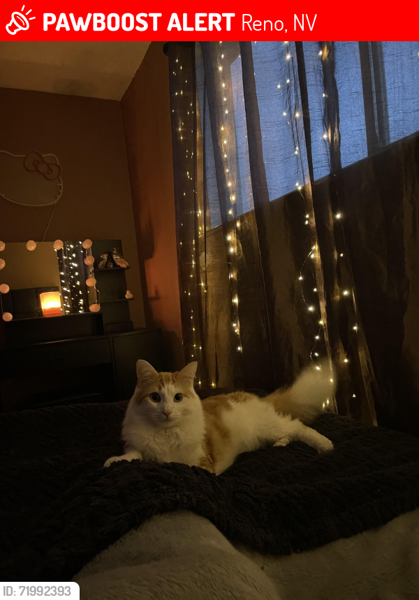 Reno, NV Lost Male Cat, Michi Is Missing | PawBoost