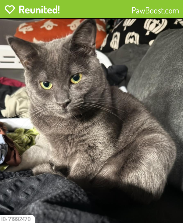 Reunited Female Cat in Brick Township, NJ 08723 (ID: 71992470) | PawBoost