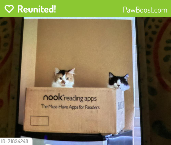 Reunited Female Cat in Tulalip Bay, WA 98271 (ID: 71834248) | PawBoost
