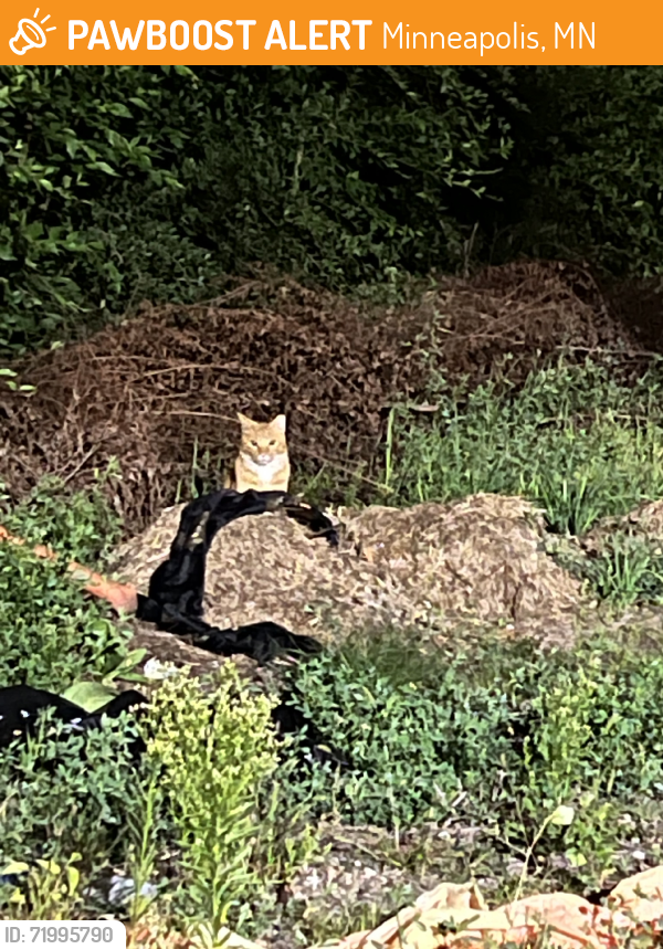 Minneapolis, MN Stray Cat Found Near Nicollet ave | PawBoost