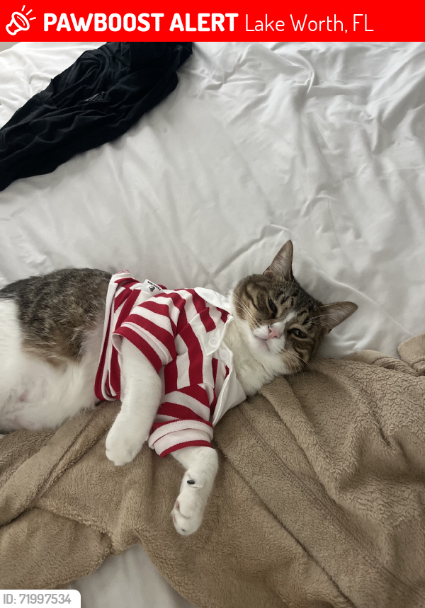 Lake Worth, FL Lost Male Cat, Milo Is Missing | PawBoost