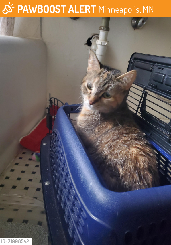 Minneapolis, MN Stray Female Cat Found Near 1st Ave S & Franklin Ave ...