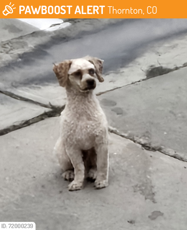 Thornton, CO Stray Male Dog Found Near 88th and Washington | PawBoost