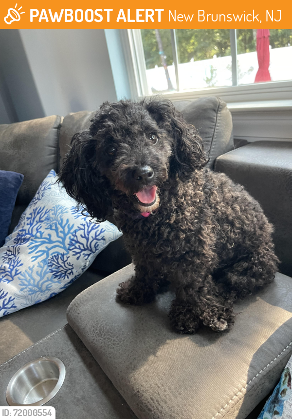 New Brunswick, NJ Stray Female Dog Found Near With me | PawBoost