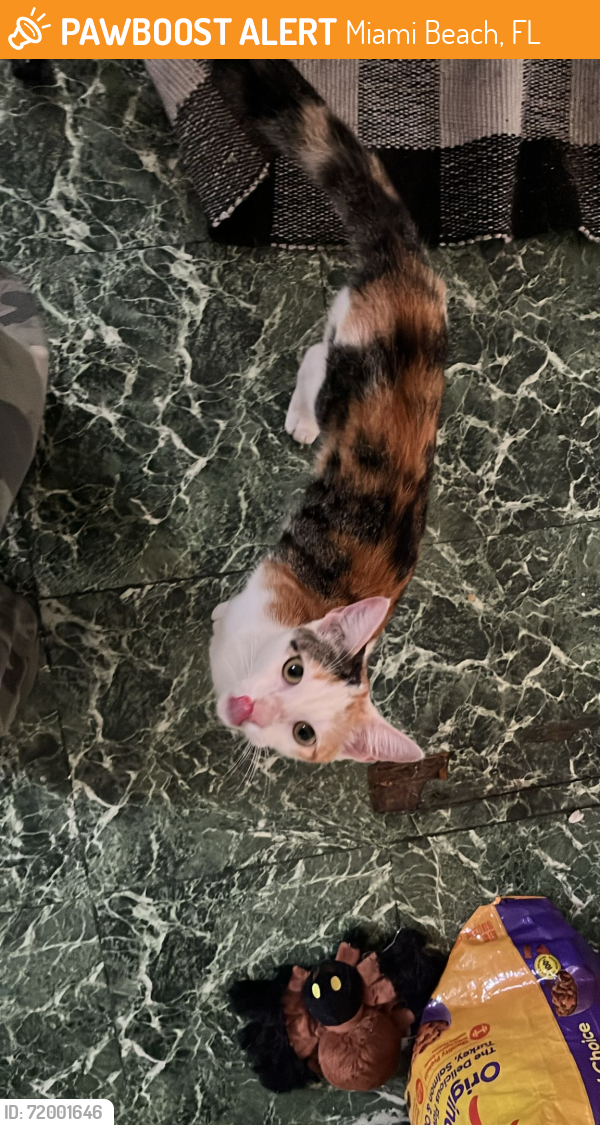 Miami Beach, FL Stray Female Cat Found Near 77th St and Byron Ave ...