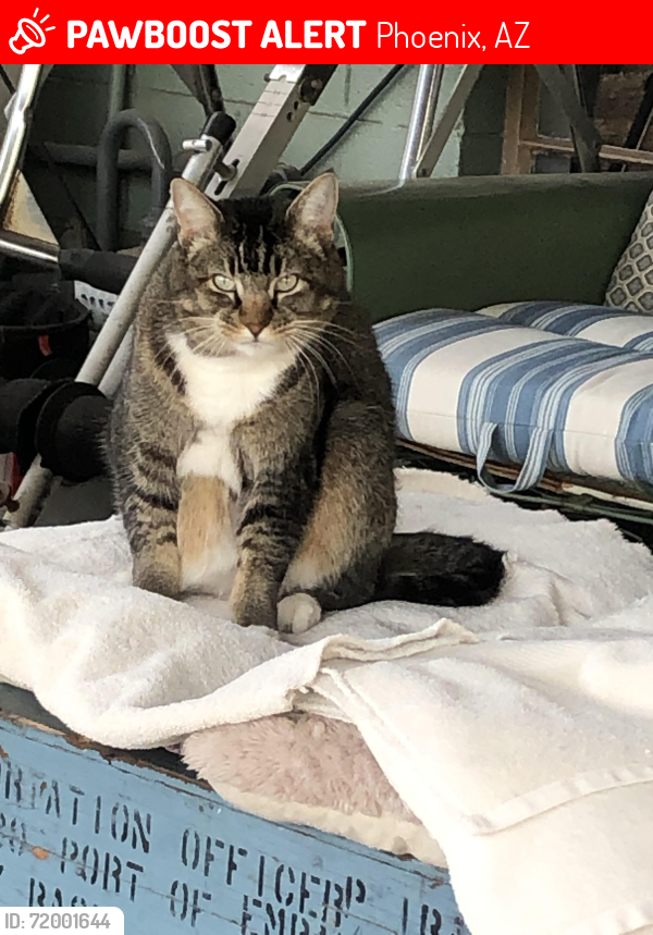 Phoenix, AZ Lost Female Cat, Minke Is Missing | PawBoost