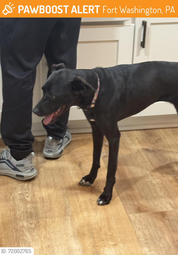 Surrendered Female Dog in Fort Washington, PA 19034 (ID: 72002765 ...