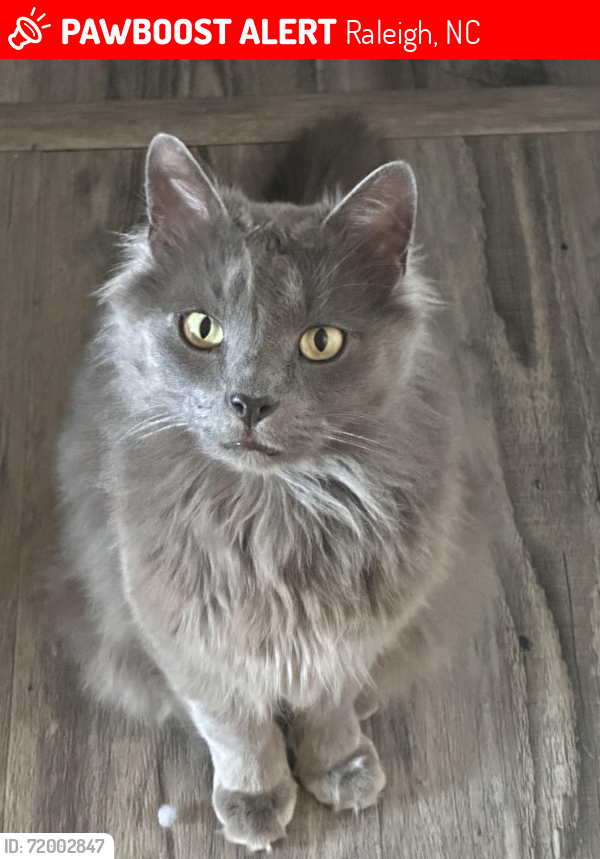 Raleigh, NC Lost Male Cat, Lucian Is Missing | PawBoost