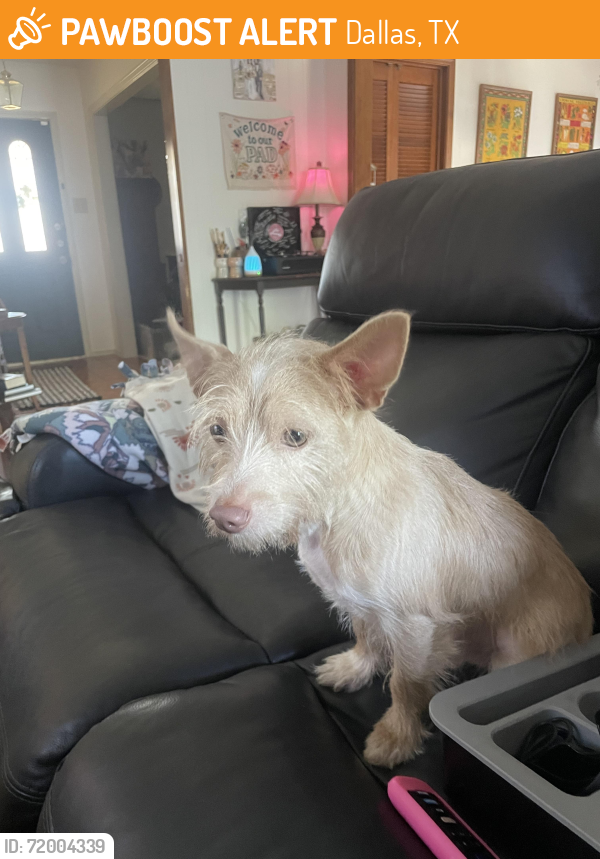Dallas, TX Stray Male Dog Found Near Forest lane and Audelia | PawBoost