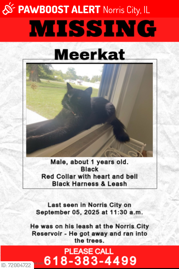 Norris City, IL Lost Male Cat, Meerkat Is Missing | PawBoost
