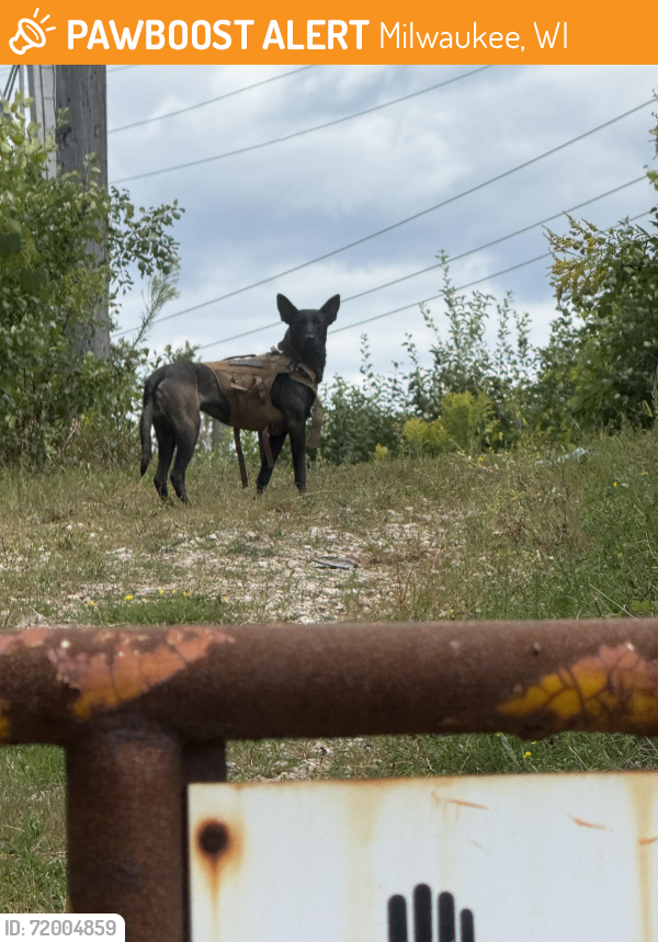 Milwaukee, WI Stray Dog Found Near C street and 32nd | PawBoost