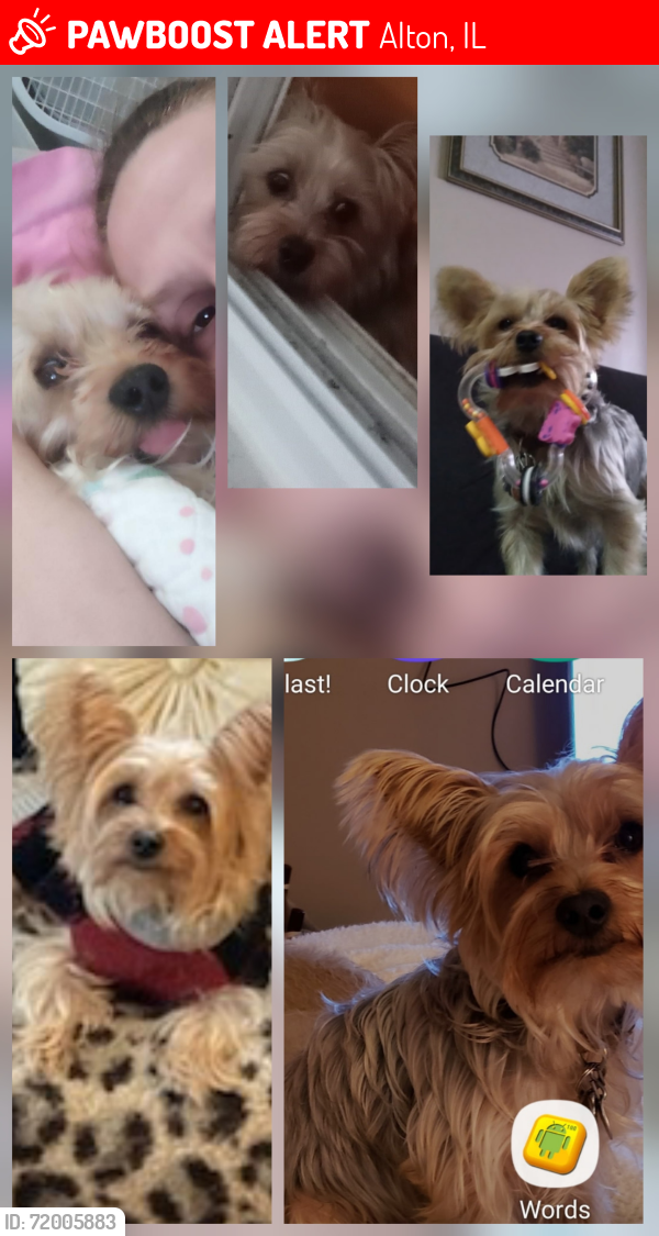 Alton, IL Lost Male Dog, Prince Is Missing | PawBoost