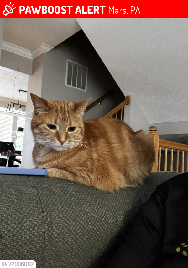 Mars, PA Lost Female Cat, Lucy Is Missing | PawBoost