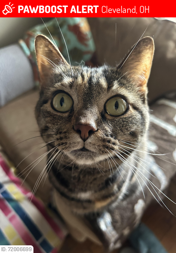 Cleveland, OH Lost Female Cat, Amelia Is Missing | PawBoost