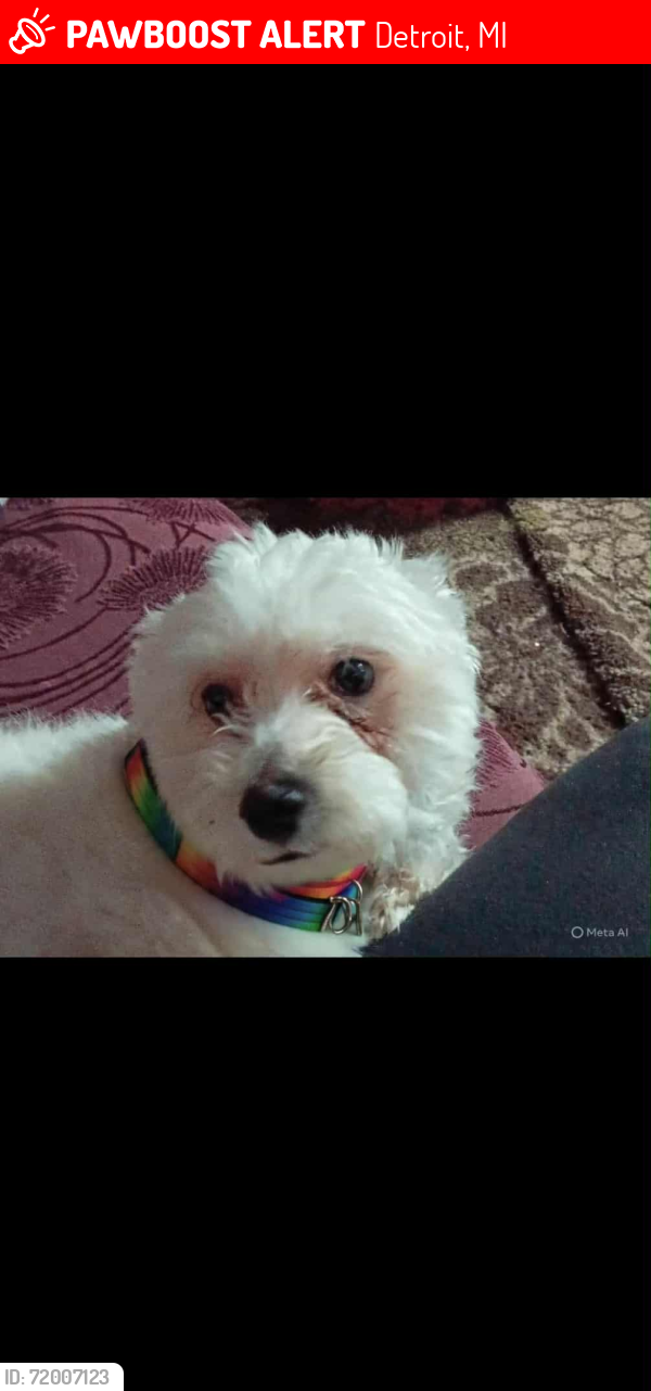 Detroit, MI Lost Male Dog, Ruff Is Missing | PawBoost
