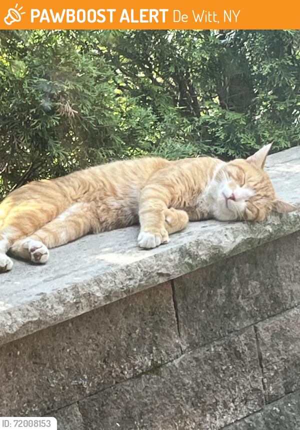 Rehomed Male Cat in De Witt, NY 13066 (ID: 72008153) | PawBoost