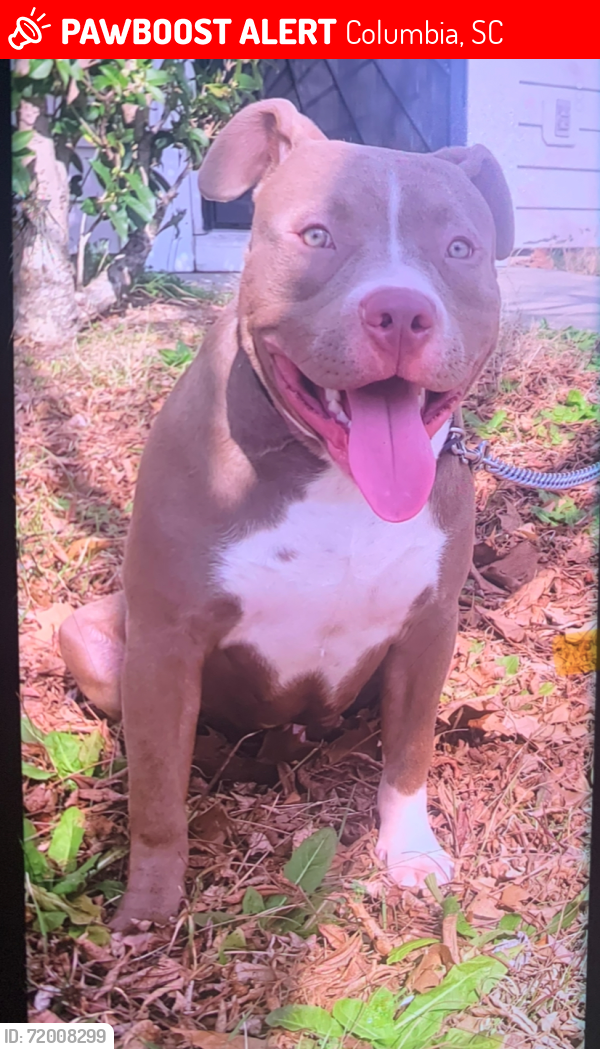 Columbia, SC Lost Male Dog, Maui Is Missing | PawBoost
