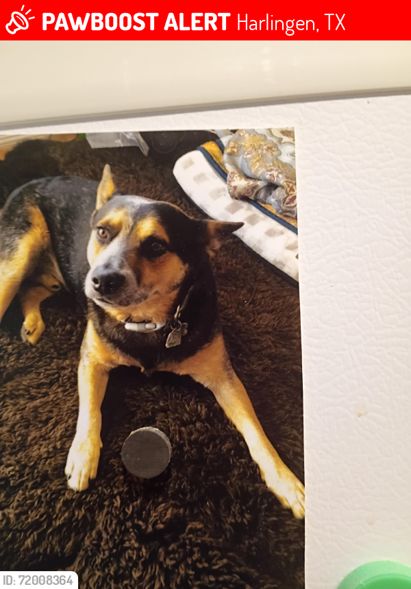 Harlingen, TX Lost Male Dog, Lars Is Missing | PawBoost