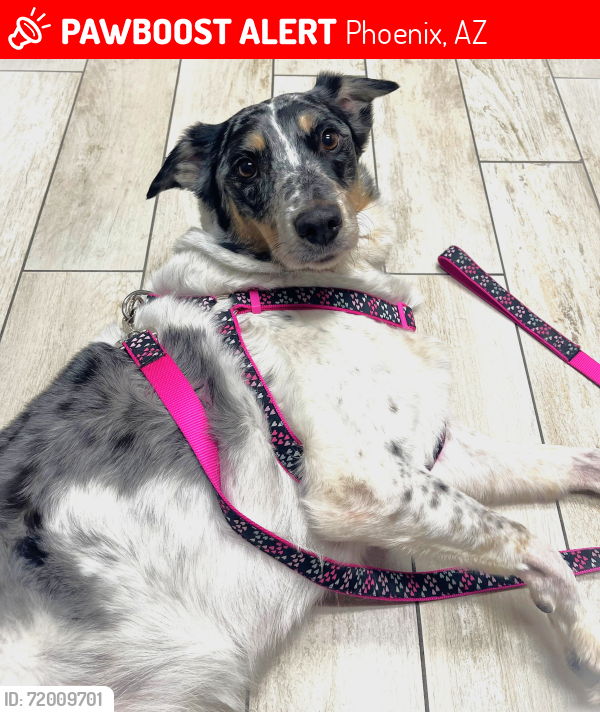 Phoenix, AZ Lost Female Dog, Georgia Is Missing | PawBoost