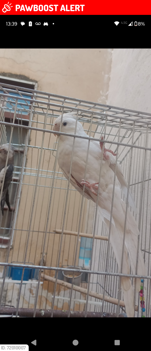 Residencial Aroeiras II, SP Lost Male Bird, Branquinho Is Missing ...