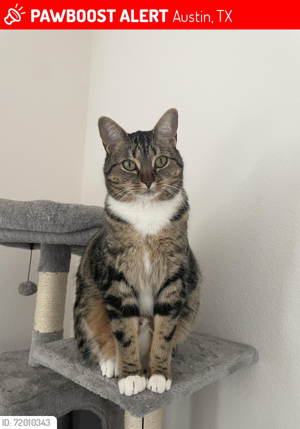 Austin, TX Lost Female Cat, Meera Is Missing | PawBoost