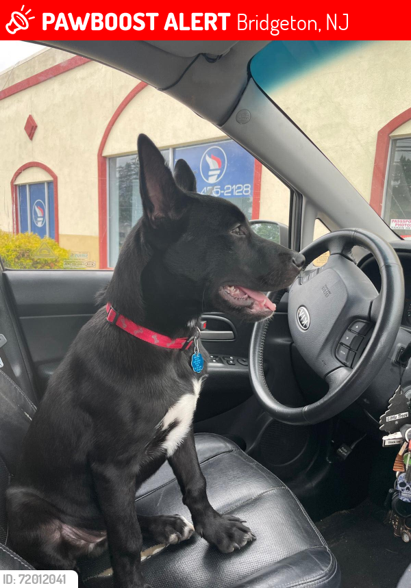 Bridgeton, NJ Lost Male Dog, Blaki Is Missing | PawBoost
