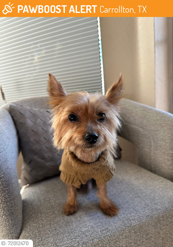 Carrollton, TX Stray Male Dog Found Near Winco | PawBoost