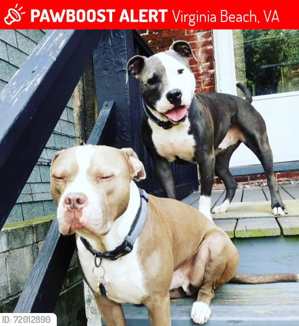 Virginia Beach, VA Lost Male Dog, Maximus Or Max Is Missing | PawBoost