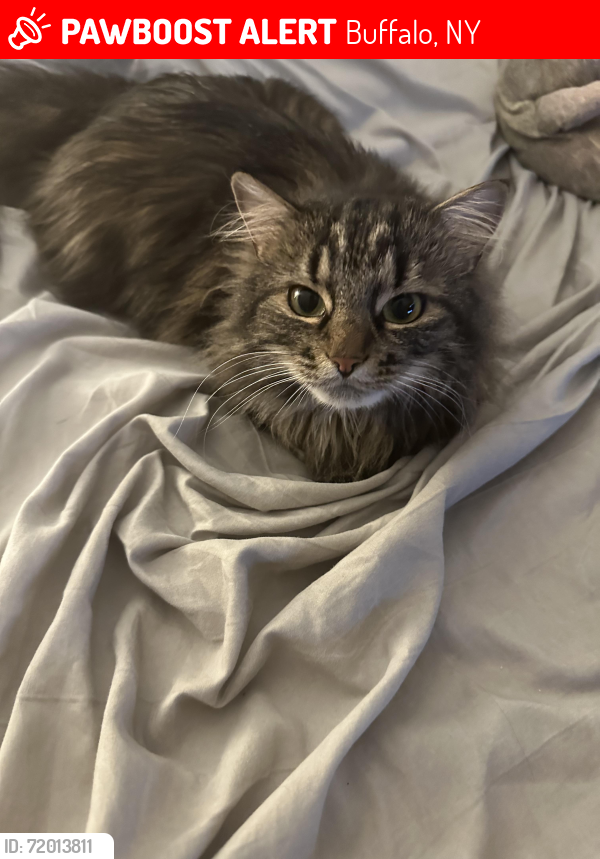 Buffalo, NY Lost Female Cat, Mimi Is Missing | PawBoost