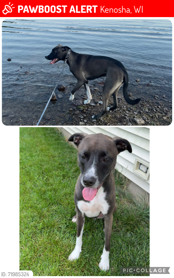Kenosha, WI Lost Male Dog, Jax Is Missing | PawBoost