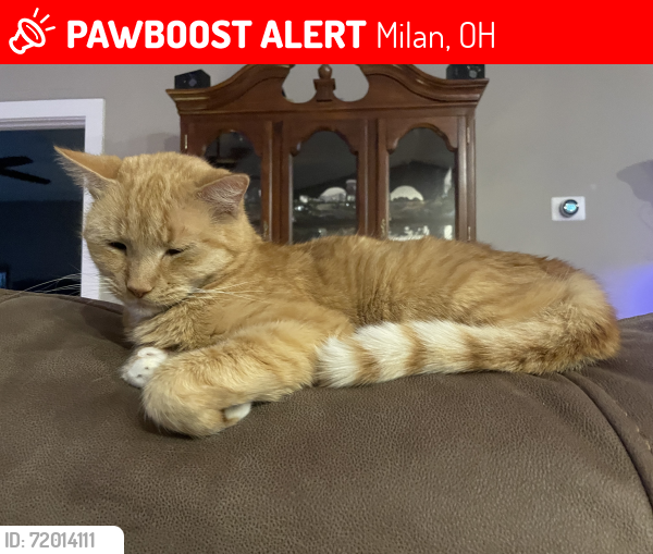 Milan, OH Lost Male Cat, Loki Is Missing | PawBoost