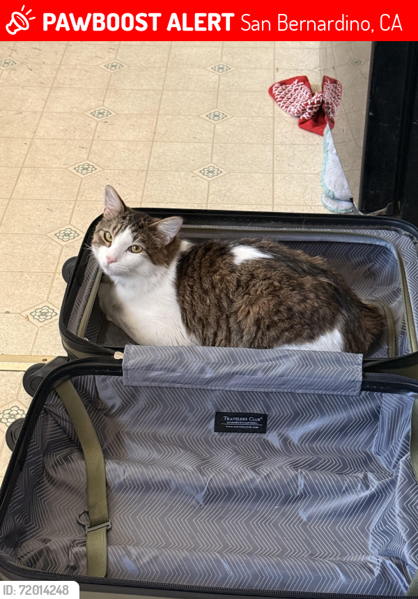 San Bernardino, CA Lost Male Cat, Twiddlywinks Is Missing | PawBoost