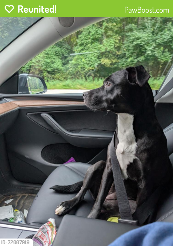 Reunited Female Dog in Akron, OH 44313 (ID: 72007919) | PawBoost