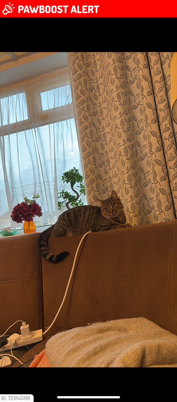 Greater London, England Lost Male Cat, Mițu Is Missing | PawBoost