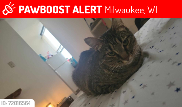 Milwaukee, WI Lost Female Cat, Rosie Is Missing | PawBoost