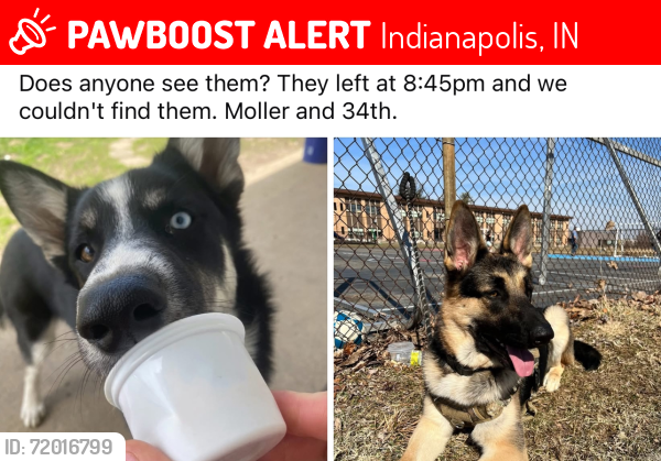 Indianapolis, IN Lost Female Dog, Athena Is Missing | PawBoost