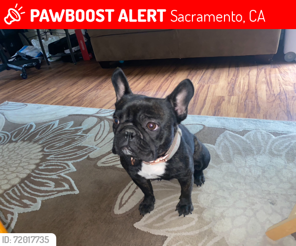 Sacramento, CA Lost Female Dog, Zuri Is Missing | PawBoost